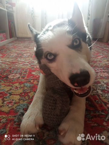 Ищу кобеля для собаки