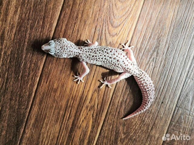 Эублефар морфы Тотал эклипс гет бель альбино