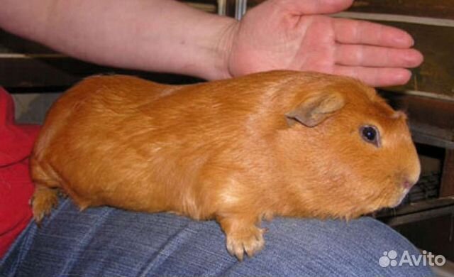 Морские свинки куи