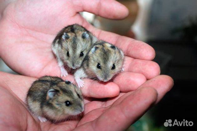 Джунгарский хомяк бесплатно