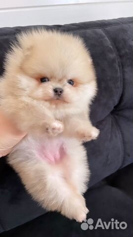 Шпиц суперская девочка