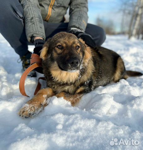 Заберите чудесному Данте дом