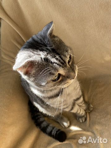 Кошка