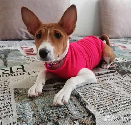 Бесенджи с документами