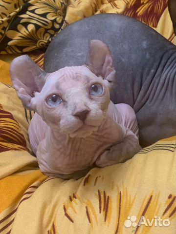 Котята сфинкс эльф