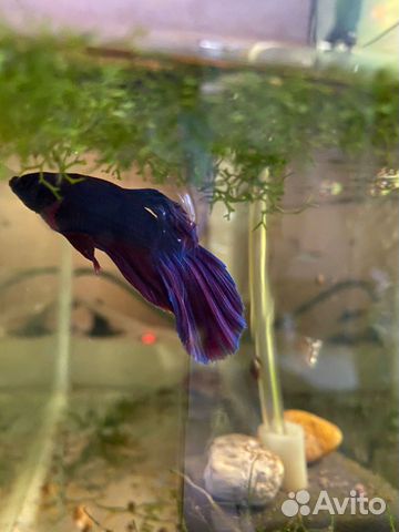 Рыбка петушок