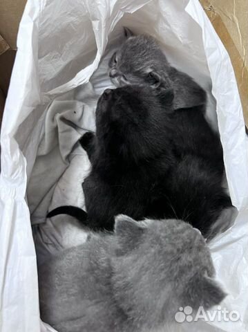 Котята в добрые руки 1 месяц