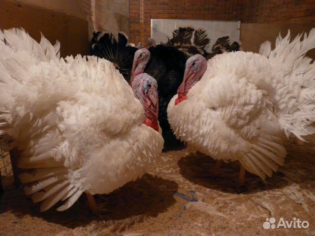 Хайбрид конвертер Канада 10 дней 750 руб