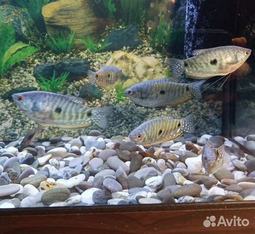 Рыбки гурами мраморный+жемчужный