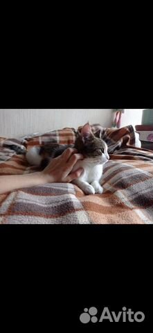 Кошка для вязки, случки