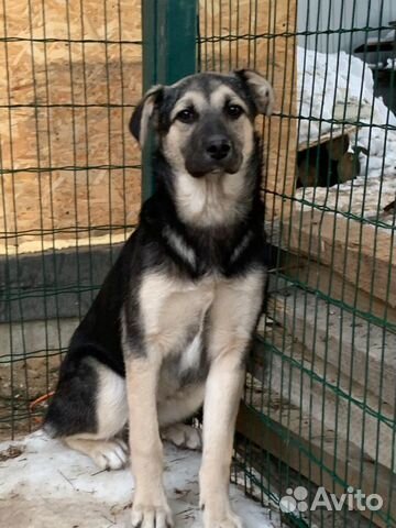 Щенок мальчишка