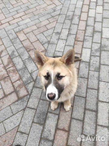 Енотовидная собака