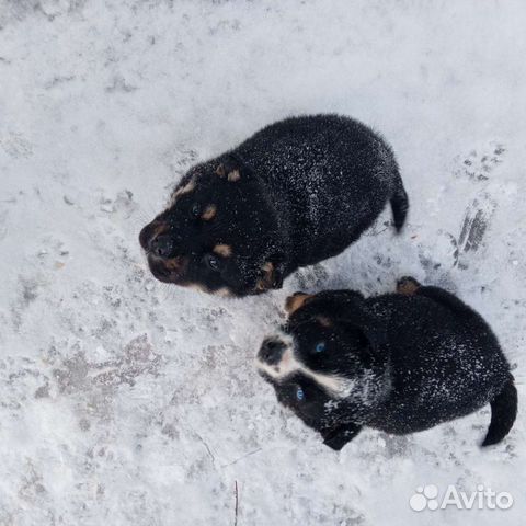 Щенки в добрые руки