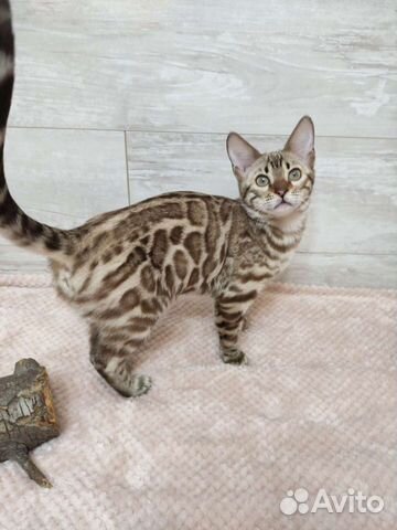 Бенгальская снежная красавица