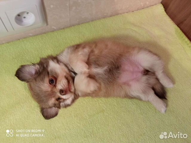 Шикарная девочка чихуахуа 1,5 мес