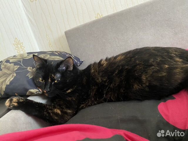 Кошечка ищет котика