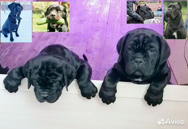 Щенки Коне корсо от элитных производителей