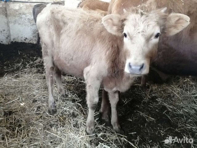 Продам бычка тёлку по 7 мес 68 000 торг на дорогу