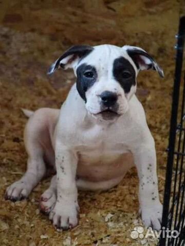 Щенки питбуля