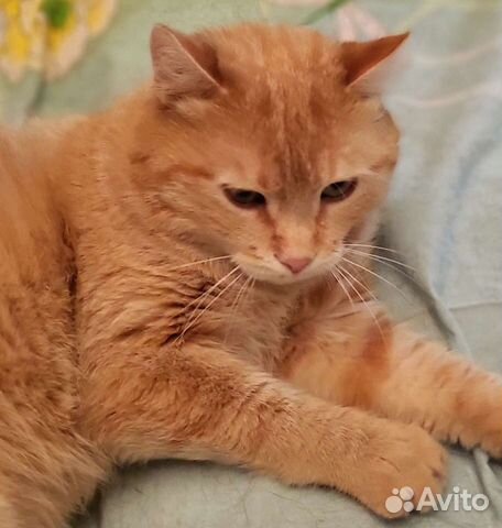 Рыжий кот в поисках дома