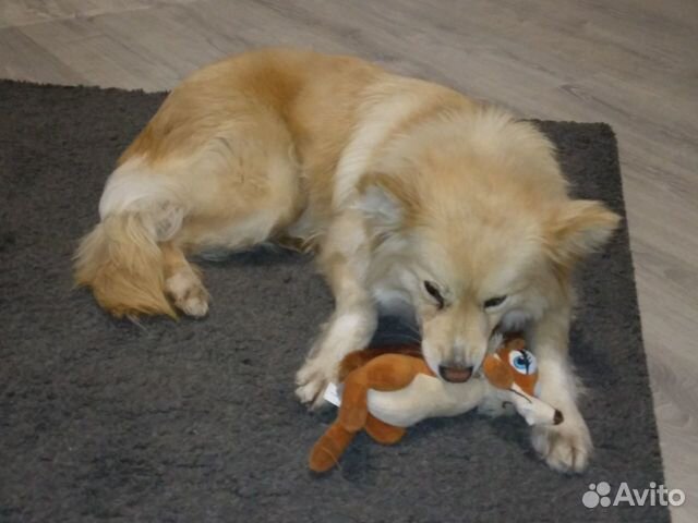 Собаки бесплатно в добрые руки