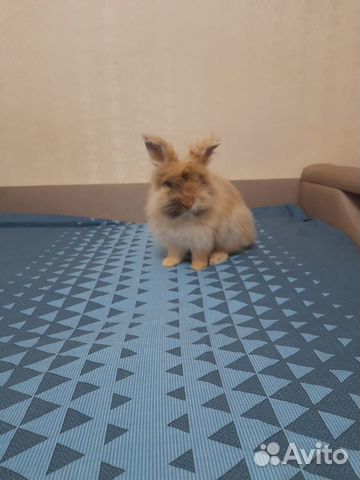 Кролик вместе с клеткой