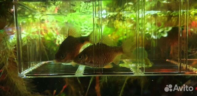 Барбус огненный