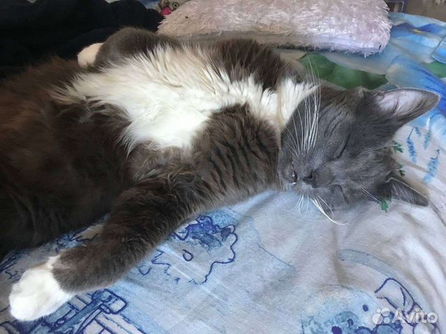 Блаженный котик в добрые руки