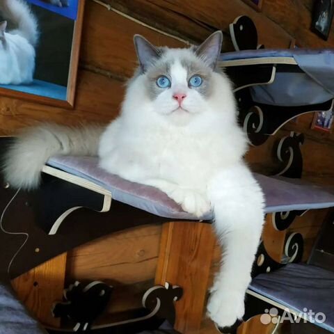 Кот рэгдолл
