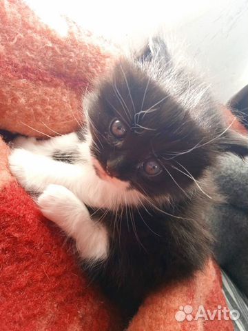 Отдам пушного котенка