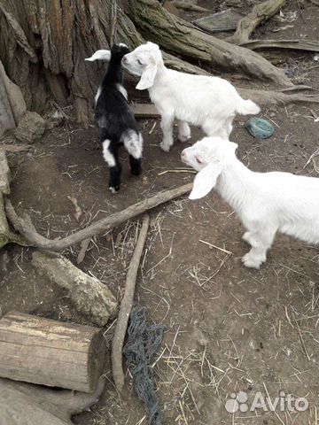 Козыи козлята