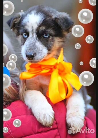 Лилу ищет дом