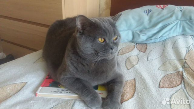 Британский кот
