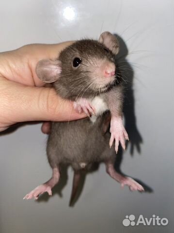 Крысята дамбо