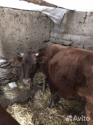 Коровы(телята)