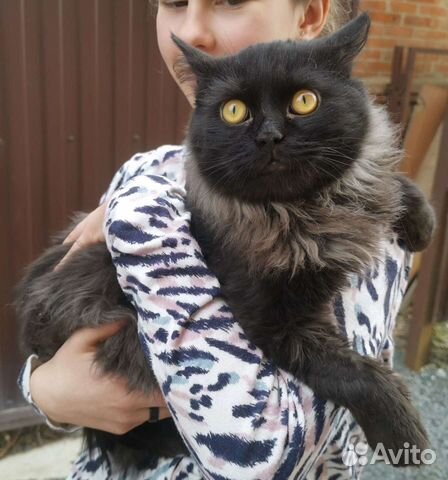 Ласковый кот с необычной внешностью