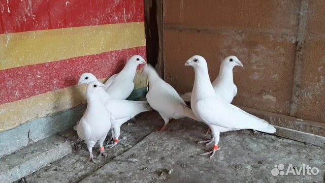 Выпустить голубей на счастье и удачу