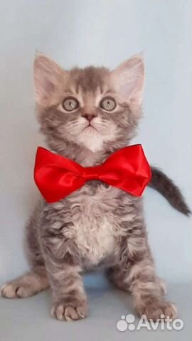 Селкирк-рекс