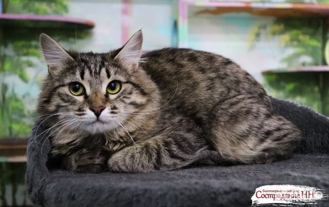 Котик в добрые руки