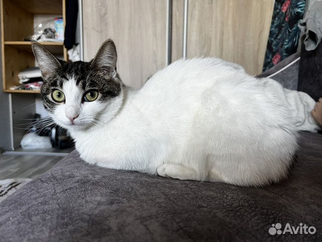 Кошка в добрые руки