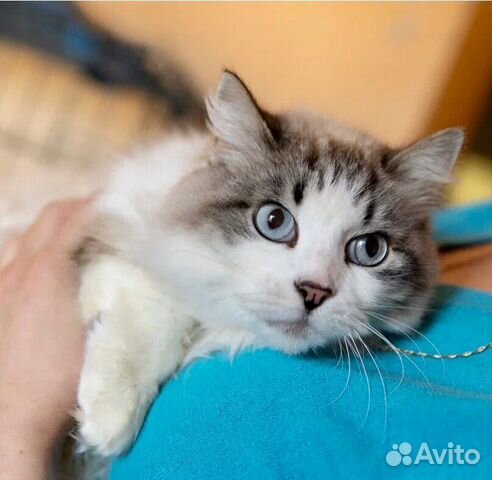 Голубоглазый котик ищет дом
