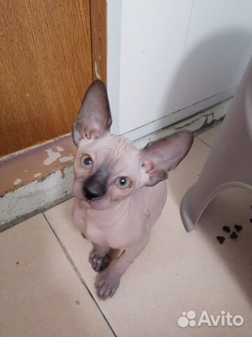 Канадский сфинкс котенок