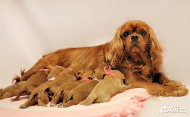 Щенки Кавалер Кинг чарльз спаниель