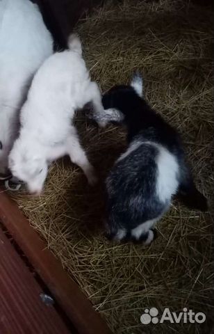 Зааненские козы