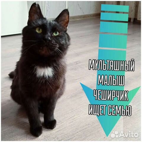 Мультяшный котёнок Чеширчик в добрые руки