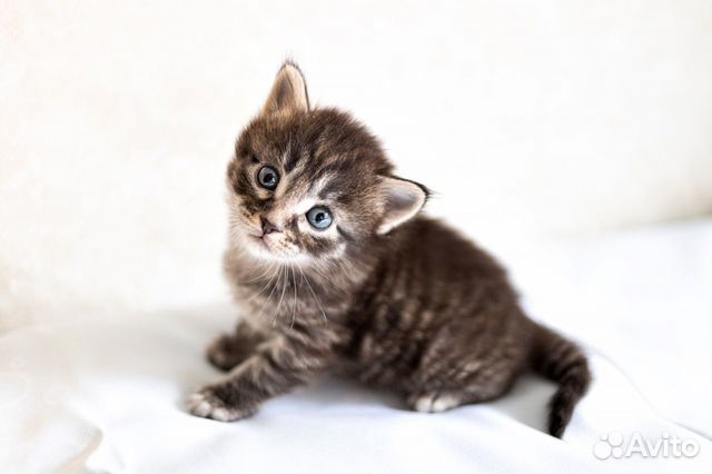 Котенок мальчик бесплатно