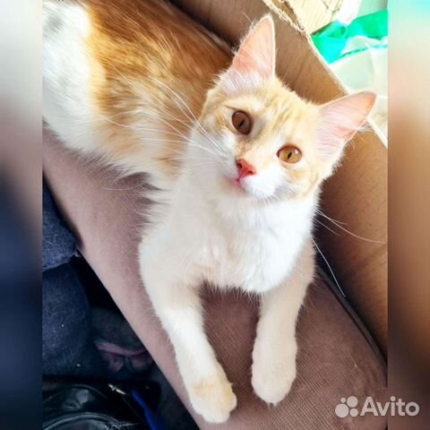 Котёнок, рыжая, пушистая девочка в добрые руки