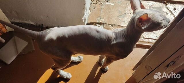 Сфинкс девочка не стерилизованная