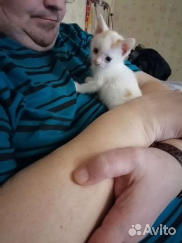 Крошка Алиса