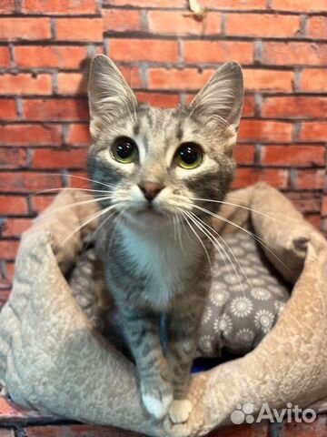 Котенок девочка Шанти 8 мес